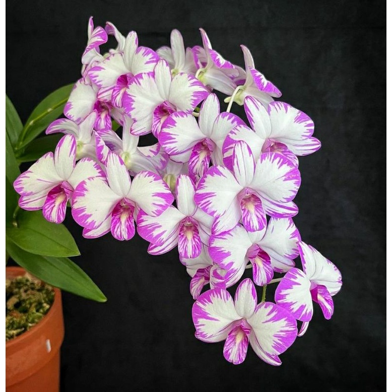 Jual Dendrobium mini Enobi Purple Splash | Shopee Indonesia