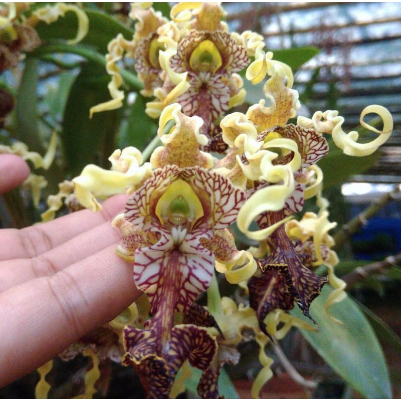 Jual Anggrek Dendrobium Spectabile | Shopee Indonesia