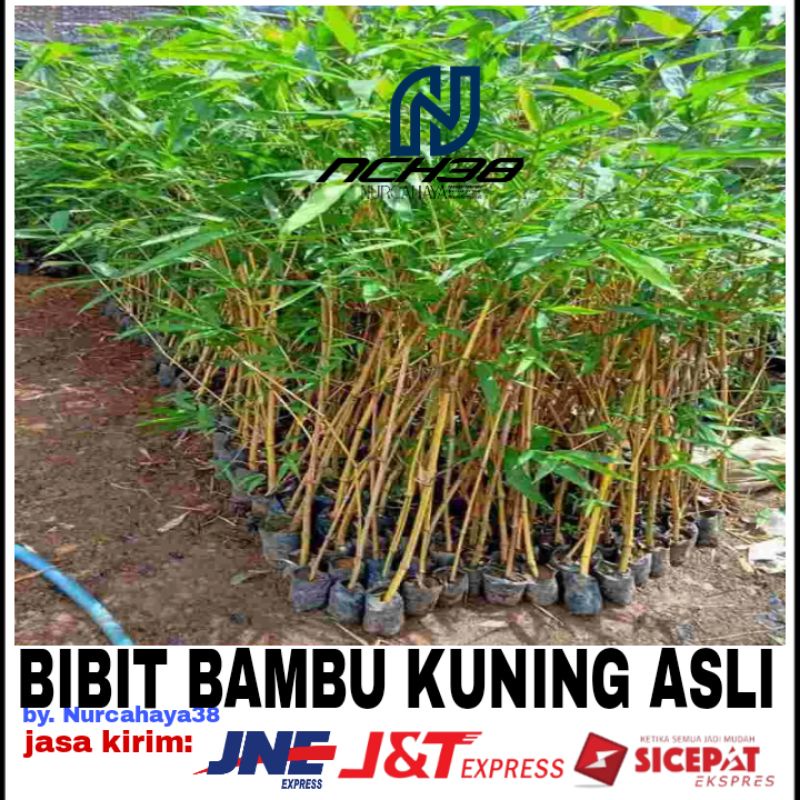 Jual Bibit Bambu kuning | Bibit Bambu Kuning siap tanam sudah berakar ...
