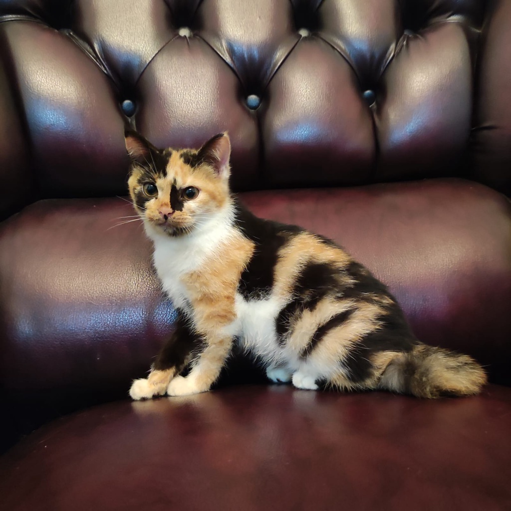 Jual Anak Kucing Marmer (Persian Marble Kitten) | Shopee Indonesia