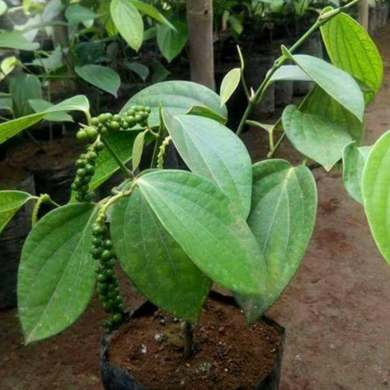 Jual BIBIT LADA PERDU SUPER SIAP TANAM (SUDAH BERBUAH) | Shopee Indonesia