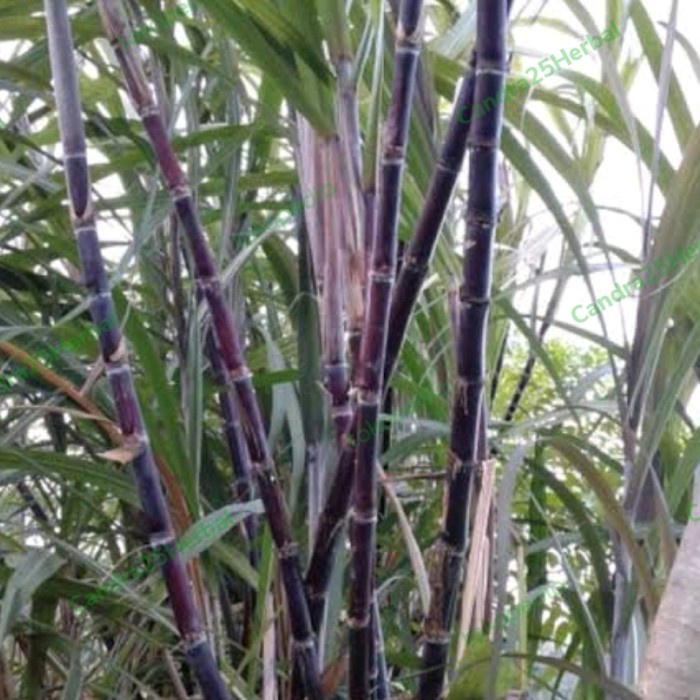 Jual Batang Tebu ireng atau tebu hitam tebu wulung | Shopee Indonesia