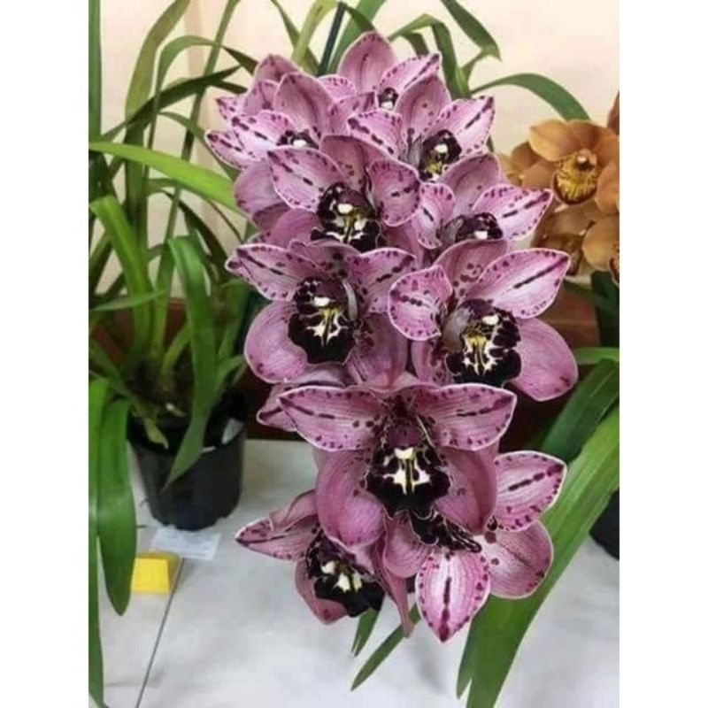 Jual Anggrek Cymbidium Purple Black - Bunga Anggrek Cymbidium- Bunga ...
