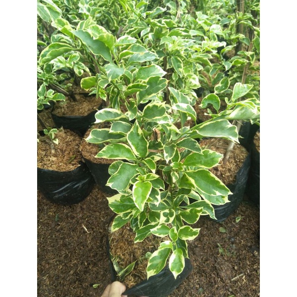 Jual Tanaman hias bougenville variegata - Bunga kertas varigata ...