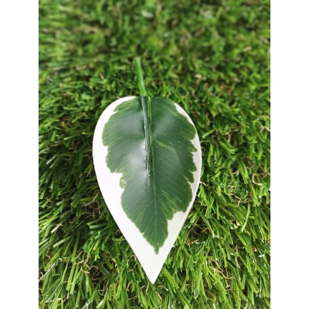 Jual Daun beringin lateks bahan rustik | Shopee Indonesia