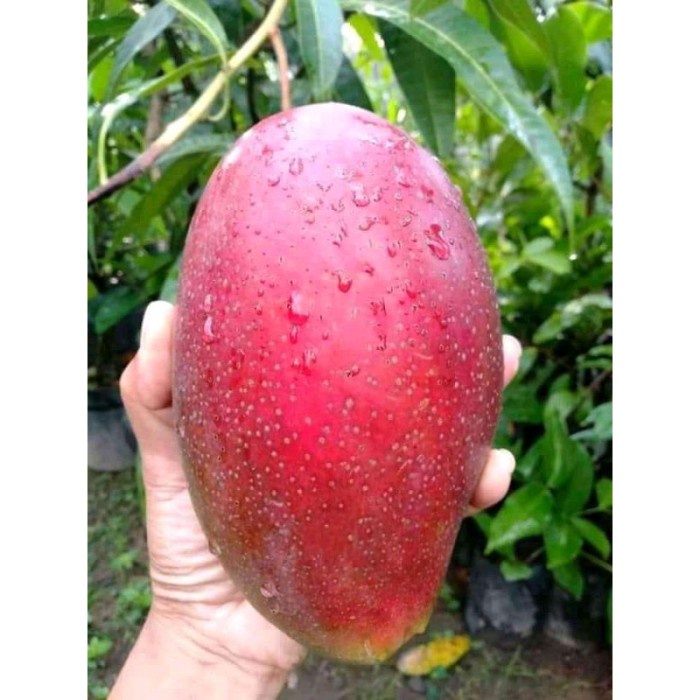 Jual Bibit Buah Mangga Red Emperor - Pohon Mangga Red Emperor Unggul ...