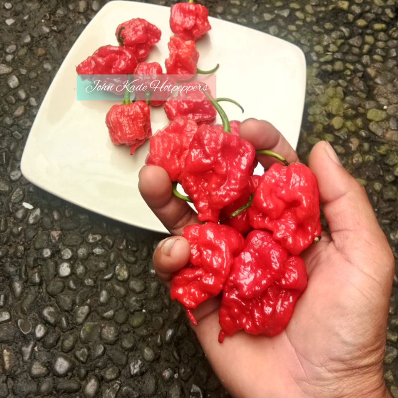 Jual benih unggul cabe carolina reaper red/benih fresh cabe carolina ...