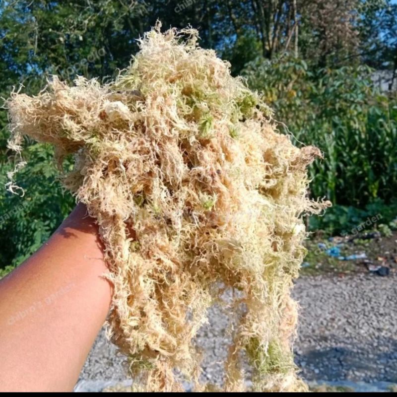 Jual Spagnum Moss Putih Lokal Murah 100 Gram, Media tanam Anggrek ...