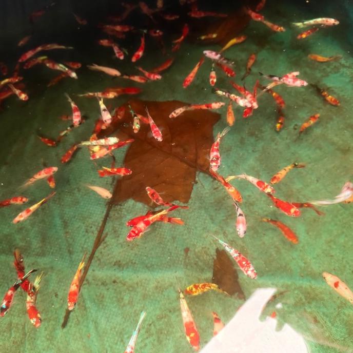 Jual Golf Putting Mat Trainer 3 Meter PGM Automatic Ball Return ...