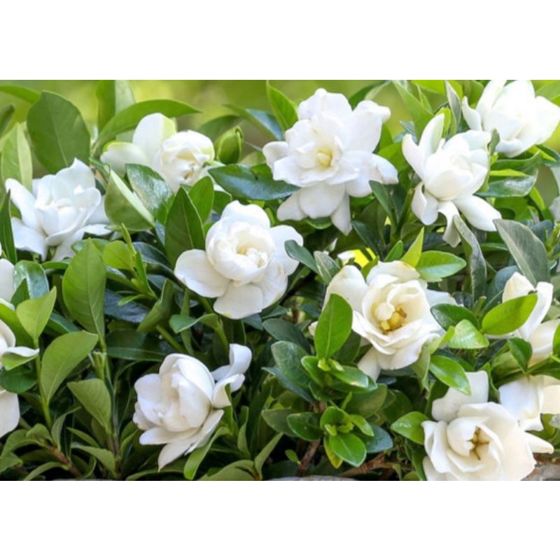 Jual Bunga GARDENIA (wangi) | Shopee Indonesia