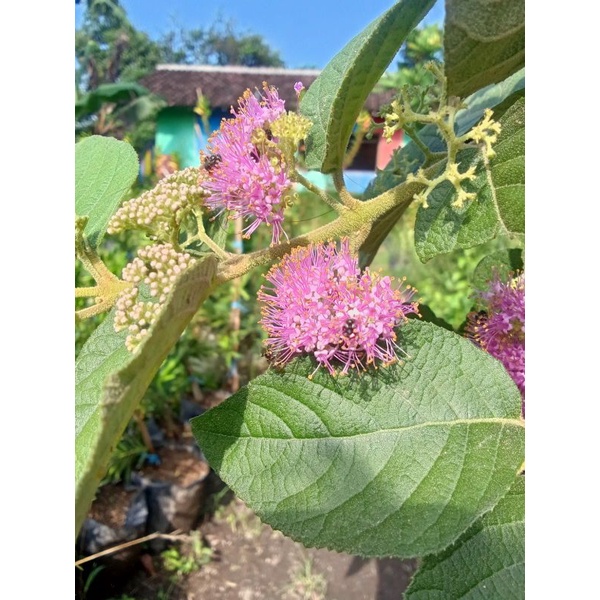 Jual cod bunga beauty berry pakan klanceng vegetasi lebah tanaman hias ...