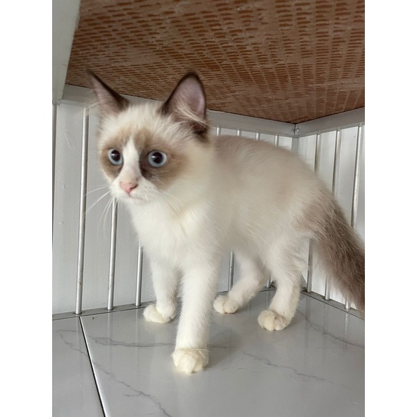 Jual kitten ragdoll jantan simetris | Shopee Indonesia