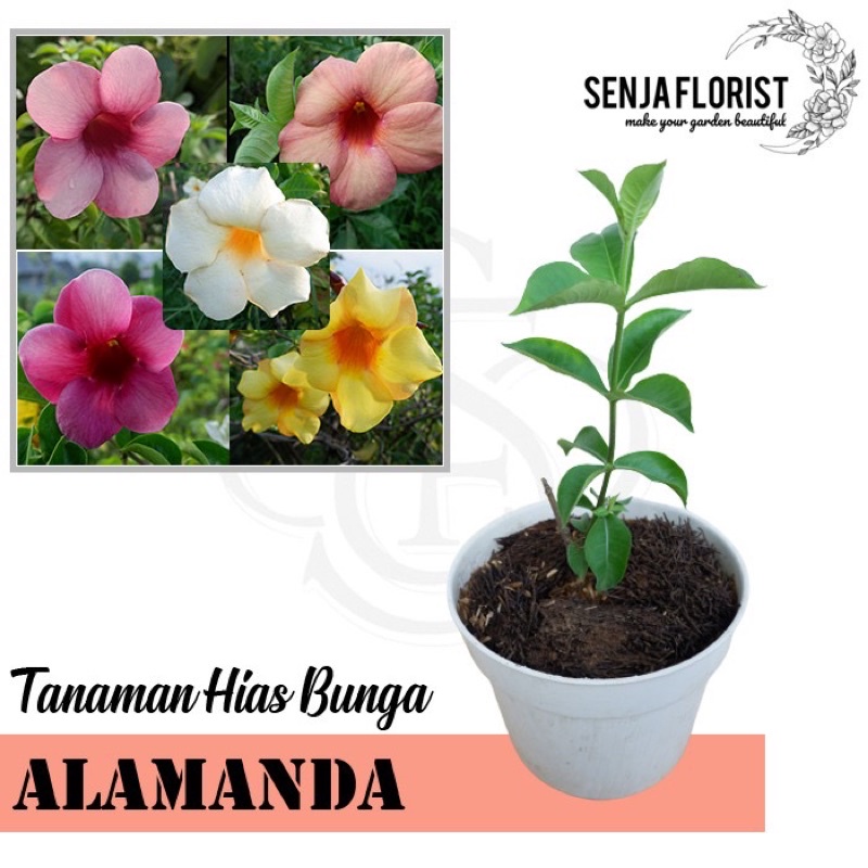 Jual Tanaman Hias Bunga Alamanda - Tanaman Rambat Bunga Alamanda ...