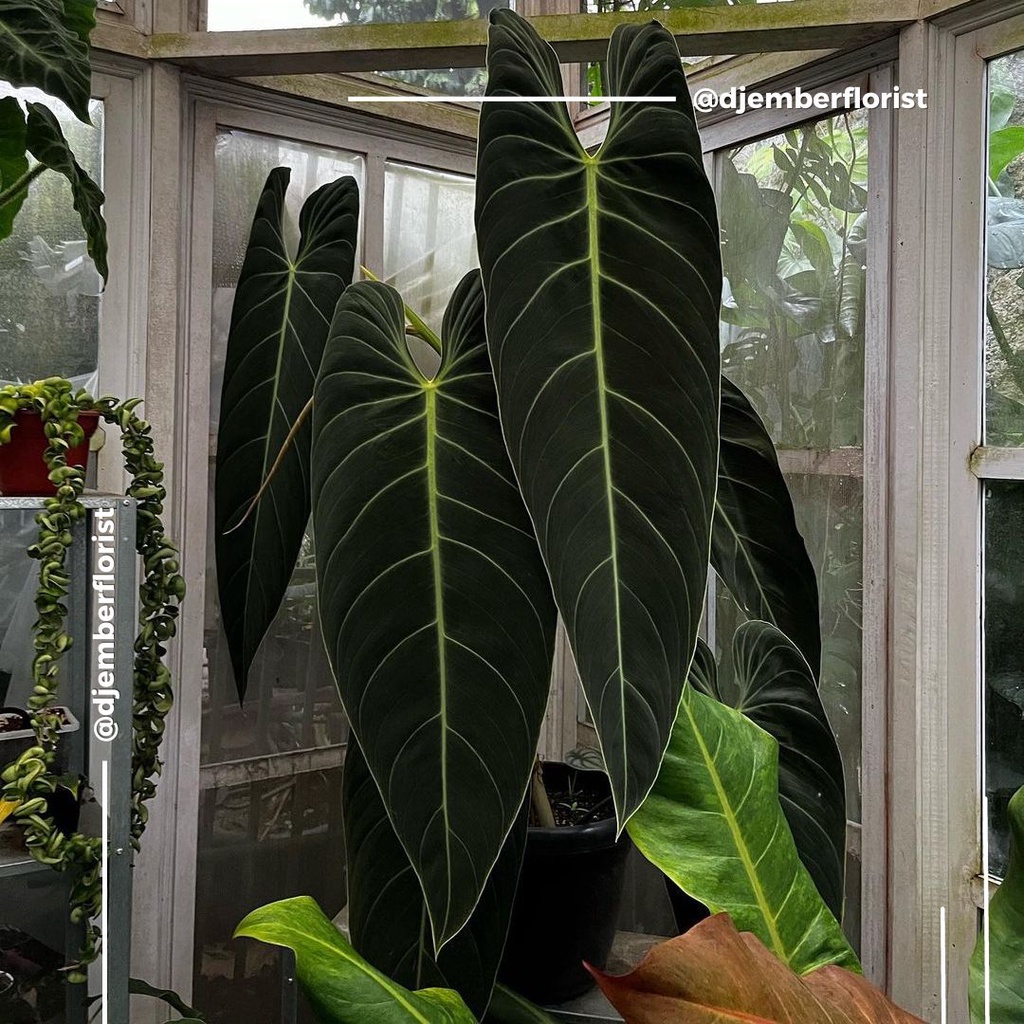 Jual PHILODENDRON MELANOCHRYSUM - TANAMAN HIAS AROID | Shopee Indonesia