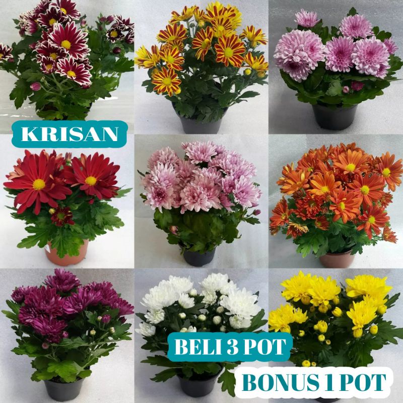Jual BUNGA KRISAN POT | Shopee Indonesia