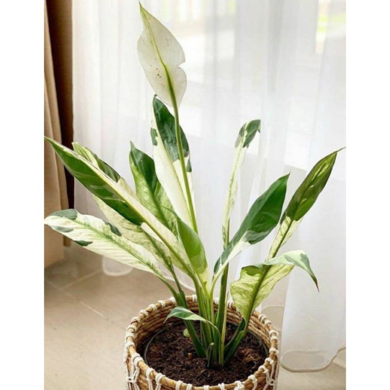 Jual ( BISA COD ) PROMO! Bunga Hias Spatufillum Variegata Bunga Putih ...
