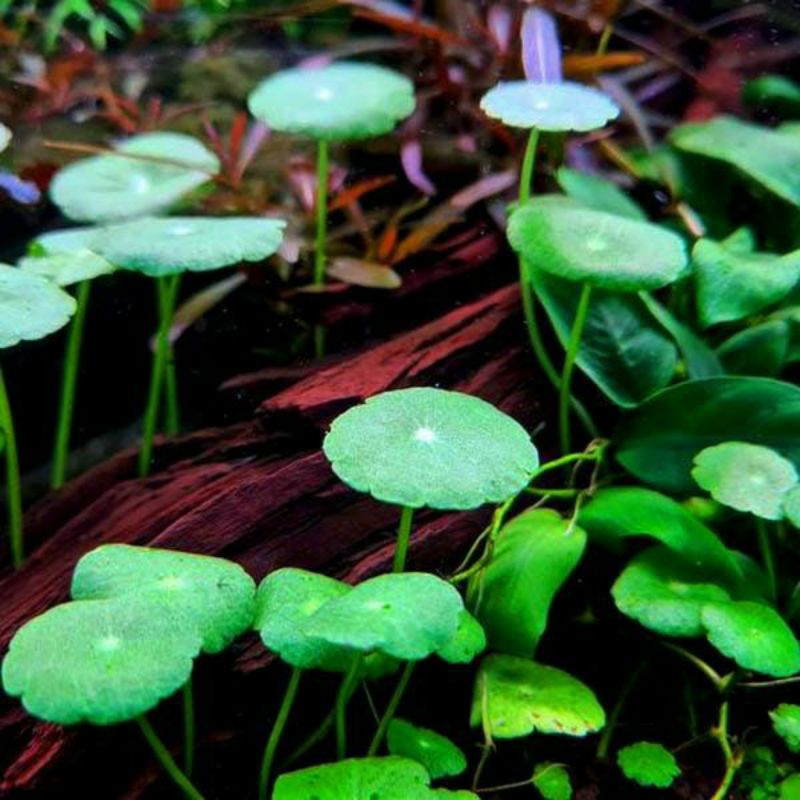 Jual hydrocotile verticillata 10 batang tanaman aquascape | Shopee ...