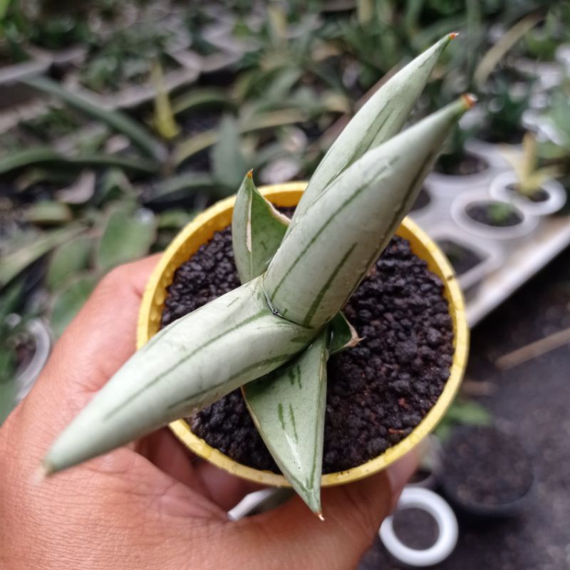 Jual Sansevieria Boncel Platinum Cross | Shopee Indonesia