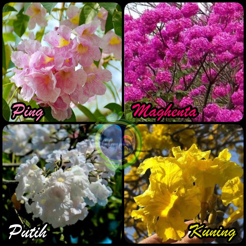 Jual TABEBUYA bibit tanaman hias tabe buya Handroanthus chrysotrichus ...