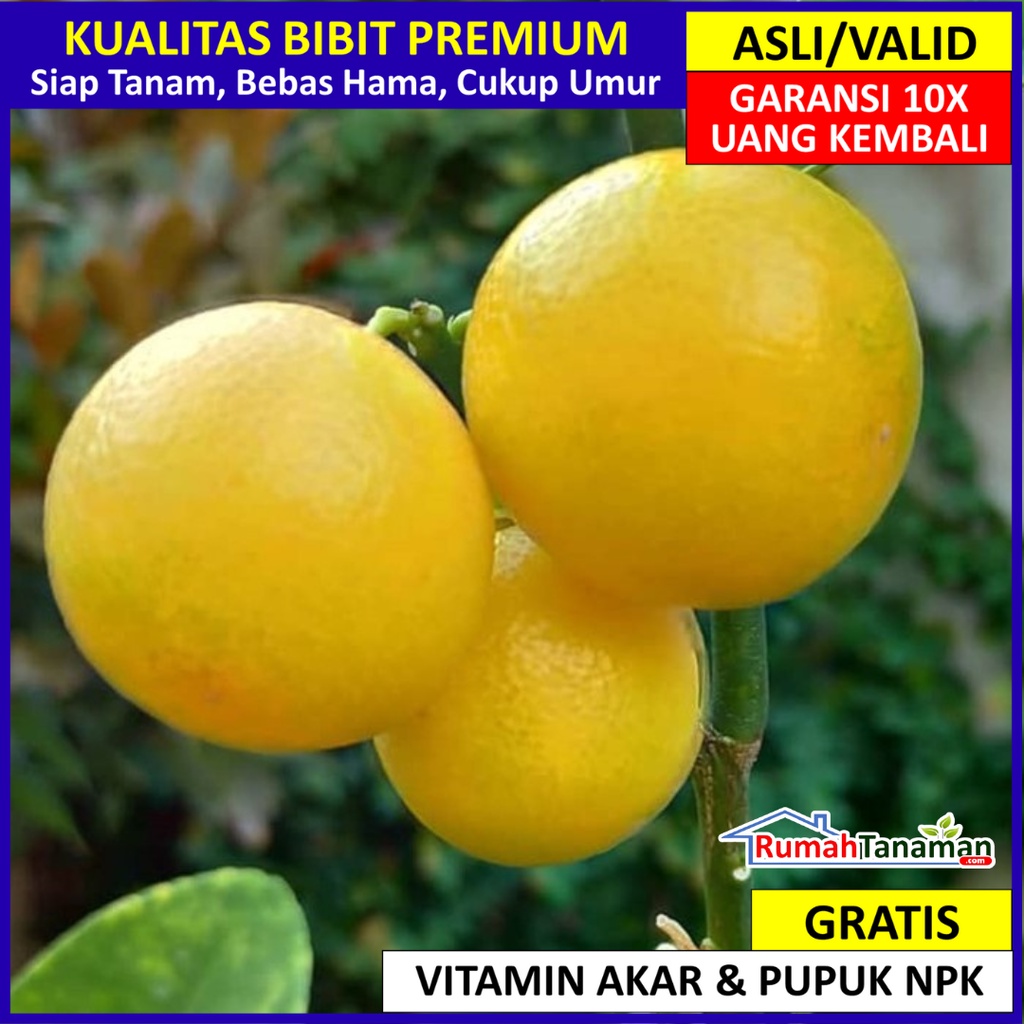 Jual Bibit Tanaman Buah Jeruk Kintan Unggul Varietas dijamin Asli dan ...