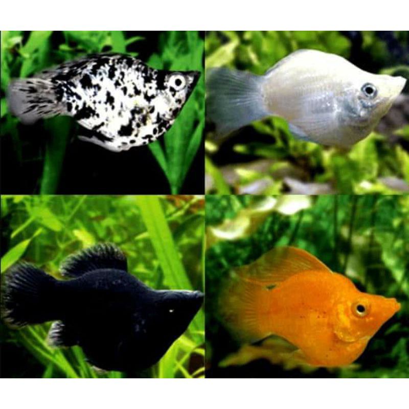 Jual ikan molly sunkist | Shopee Indonesia