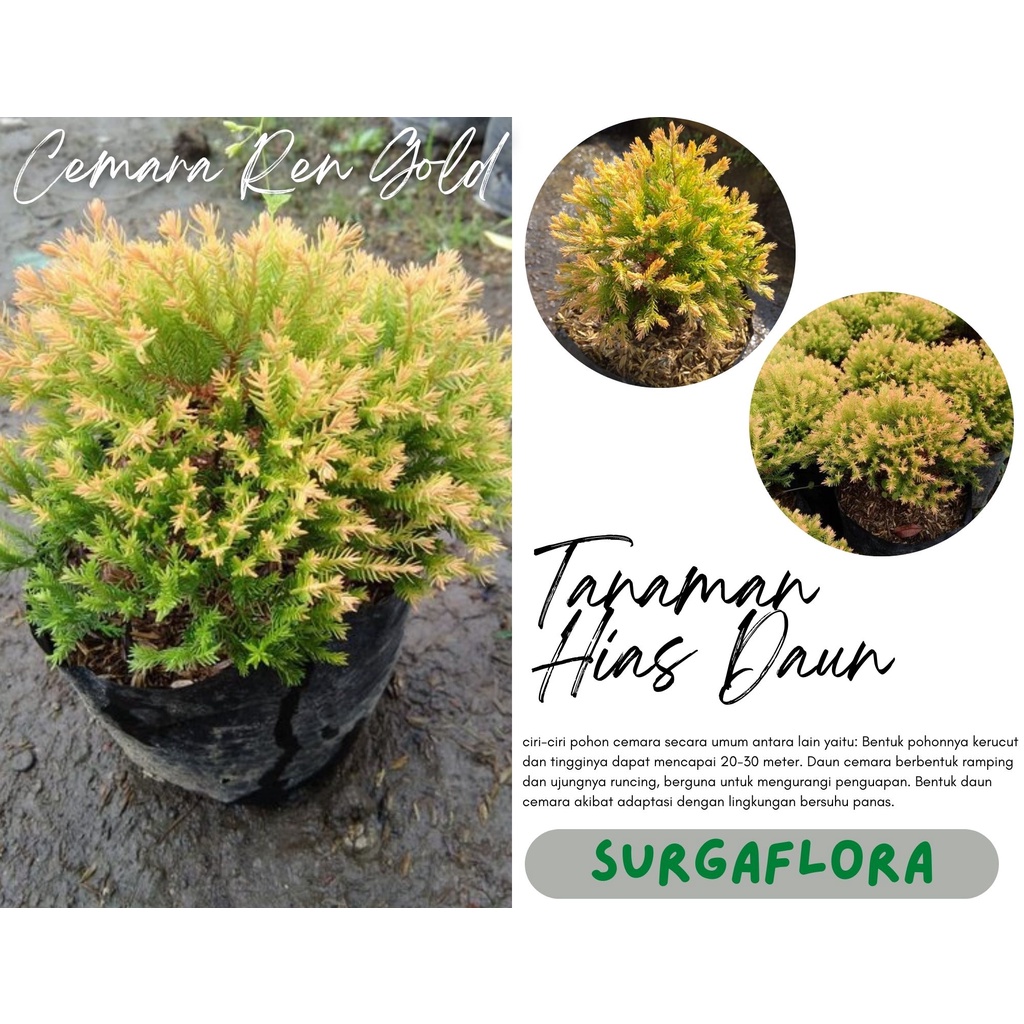 Jual tanaman hias murah mini Cemara Ren Gold - pohon cemara hidup ...