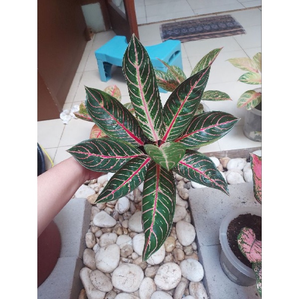 Jual Aglonema Pos (Red Sumatera) | Shopee Indonesia