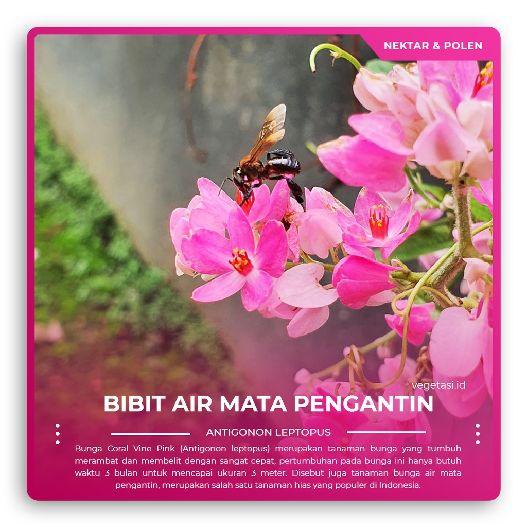 Jual Bibit Bunga Air Mata Pengantin / AMP untuk hiasan rumah dan pakan ...