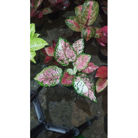 Jual tri colour | Shopee Indonesia