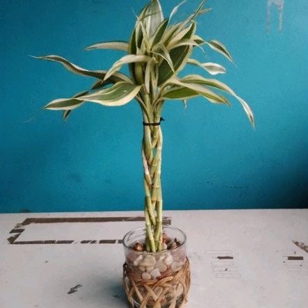 Jual Tanaman Bamgu Air Varigata Kepang/Pohon Sri Rejeki Varigata Bagus ...