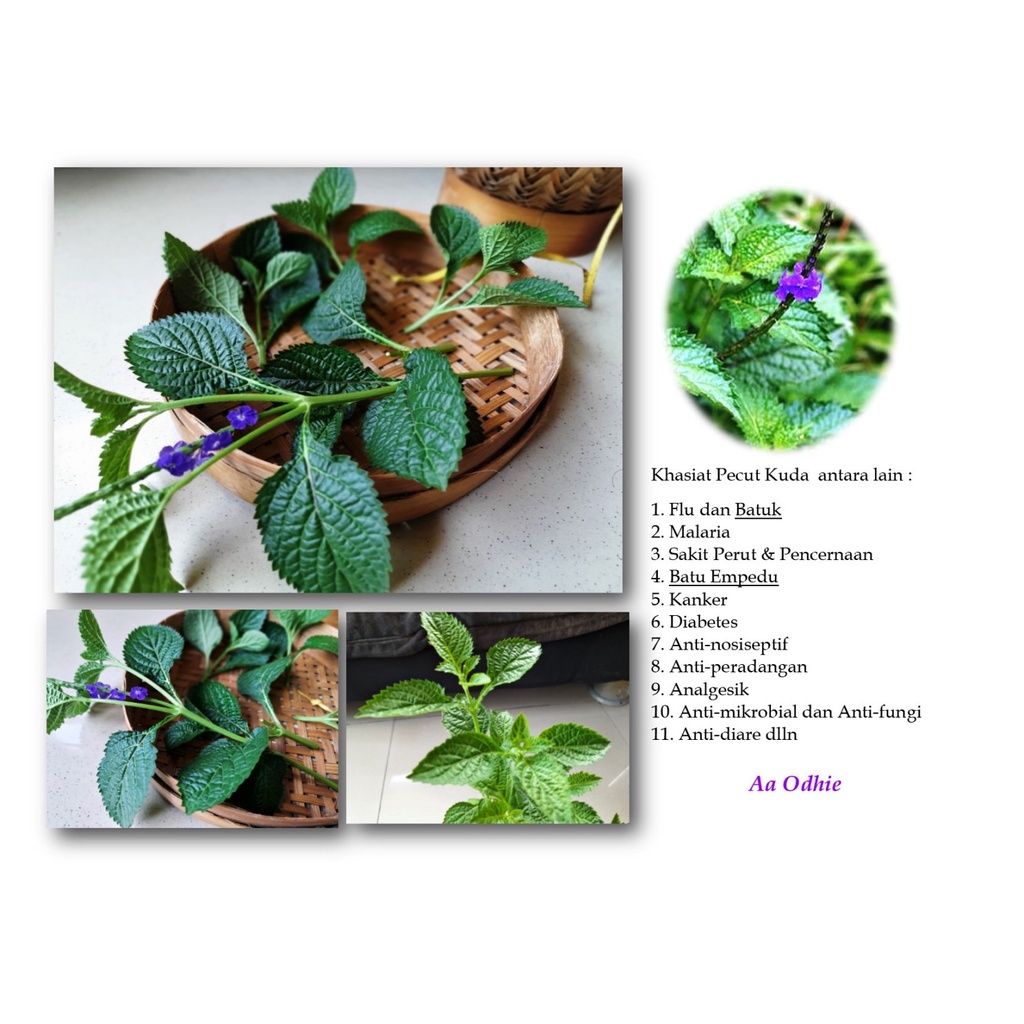 Jual Daun Segar Tanaman Pecut Kuda 100 gram Stachytarpheta Jamaicensis ...