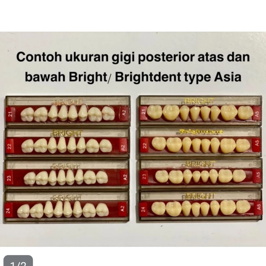 Jual Gigi Geraham Bright seri Asia (Atas - Bawah) (A1 - A5) (21 - 24 ...