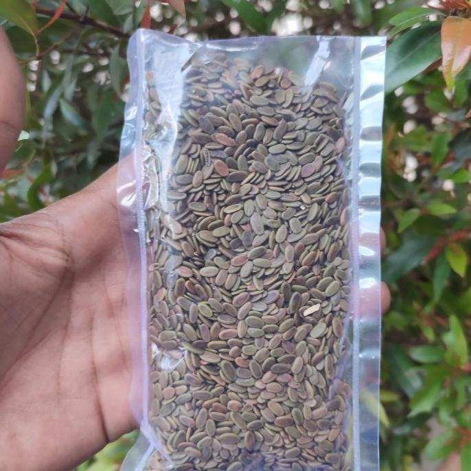 Jual KEMASAN HEMAT 100 GRAM BIJI BENIH SENGON LAUT ALBASIA SIAP TANAM ...