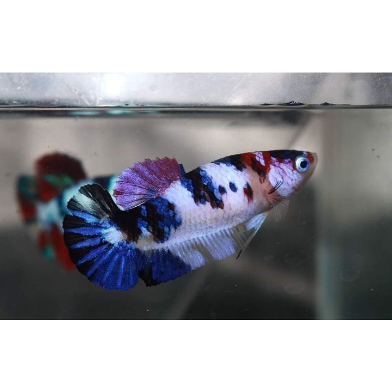 Jual FELMALE PLAKAT FANCY FUL EEG | Shopee Indonesia
