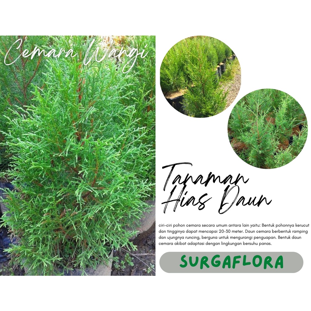 Jual Pohon Cemara hidup Cemara Wangi - tanaman hias murah cemara wangi ...