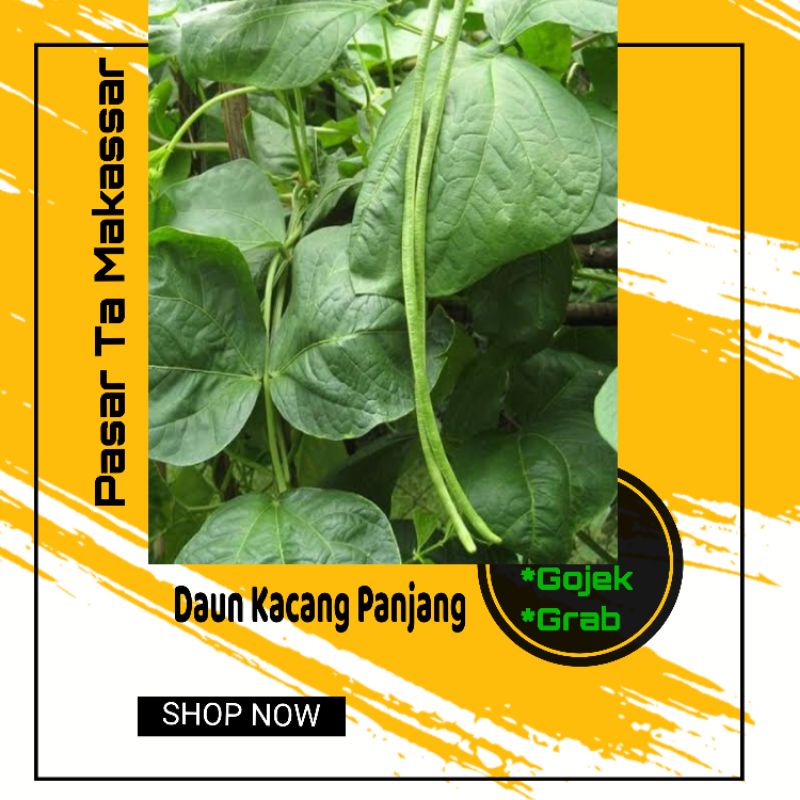 Jual Perikat Daun Kacang Panjang / Lembayung | Shopee Indonesia