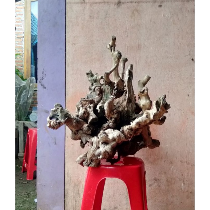 Jual bonsai mati kayu krakas, kakas unik asli alami | Shopee Indonesia