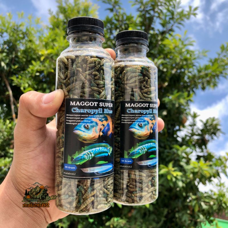 Jual Maggot Kering Super Blue Pakan Ikan Predator | Shopee Indonesia