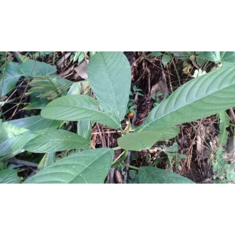 Jual Daun pulus/jelatang segar 250 gram | Shopee Indonesia