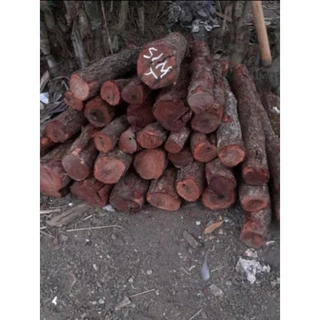 Jual Kayu Stigi Terlengkap & Harga Terbaru Juni 2024 | Shopee Indonesia
