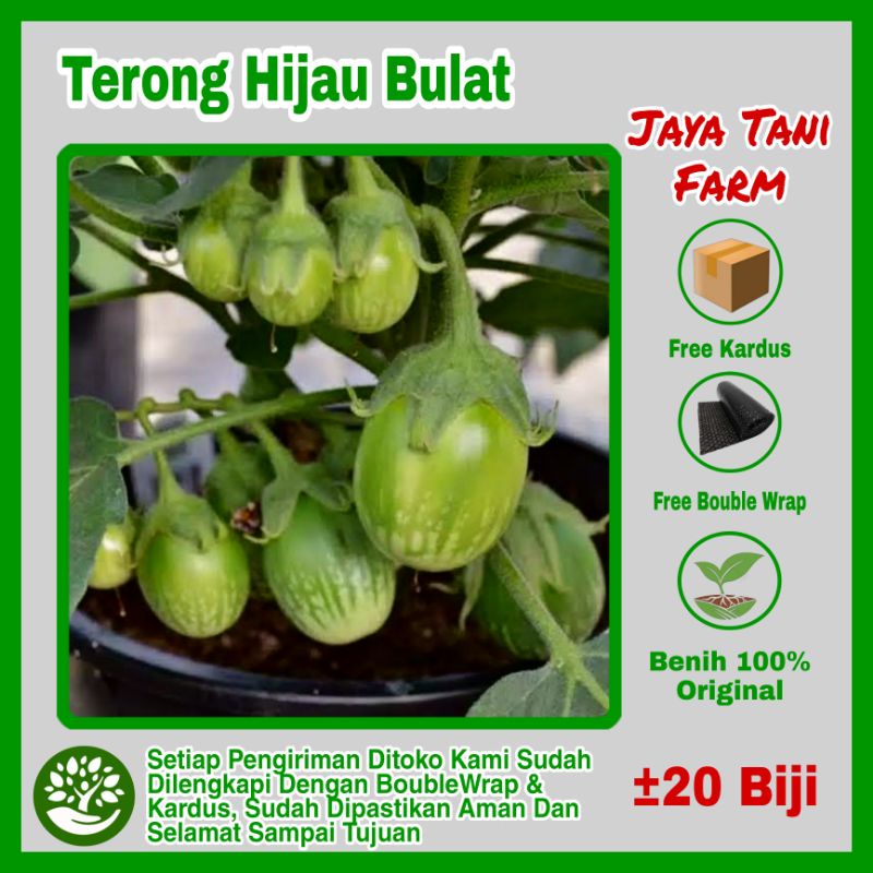 Jual 20 Biji Benih Terong Lalapan Hijau Bulat F1 / Benih Sayuran ...