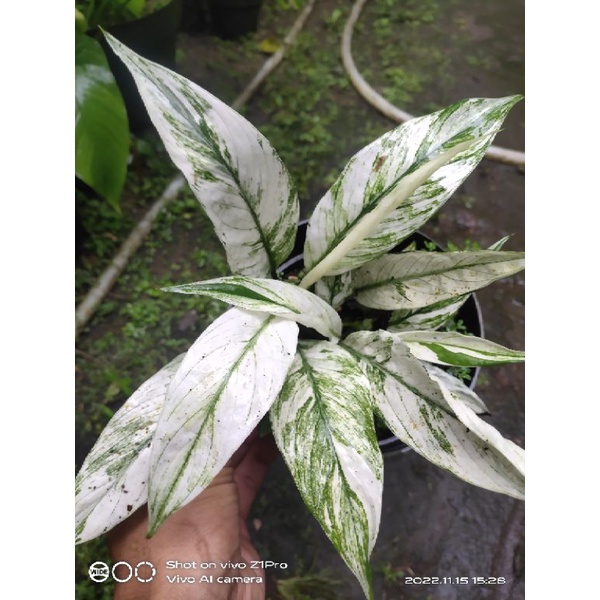 Jual spatuphylum varigata | Shopee Indonesia