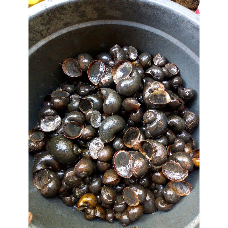 Jual keong sawah keong mas 1kg hidup segar | Shopee Indonesia