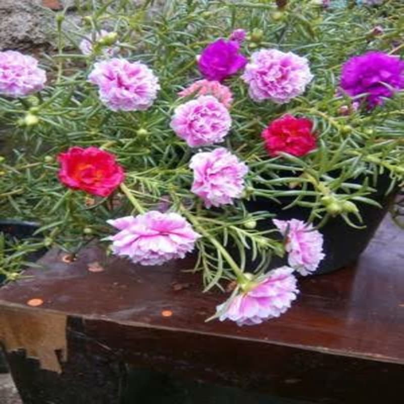 Jual Tanaman Bibit Bunga Hias Krokot Japanese Rose Moss Rose Mix Warna ...