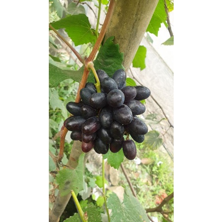 Jual anggur gosv / bibit anggur import gosv | Shopee Indonesia