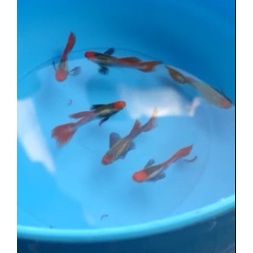 Jual (Mainan - Ikan Hias) PRTDE prtde guppy Platinum Red Tail Dumbo Ear | Shopee Indonesia