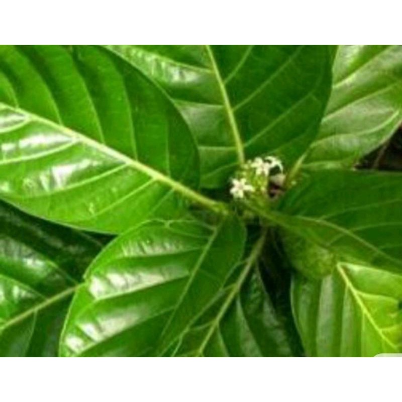 Jual Daun Pace Mengkudu Segar 1kg | Shopee Indonesia