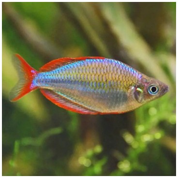 Jual IKAN RAINBOW PEACOCK / IKAN HIAS ,AKUARIUM /BOSEMANI | Shopee ...