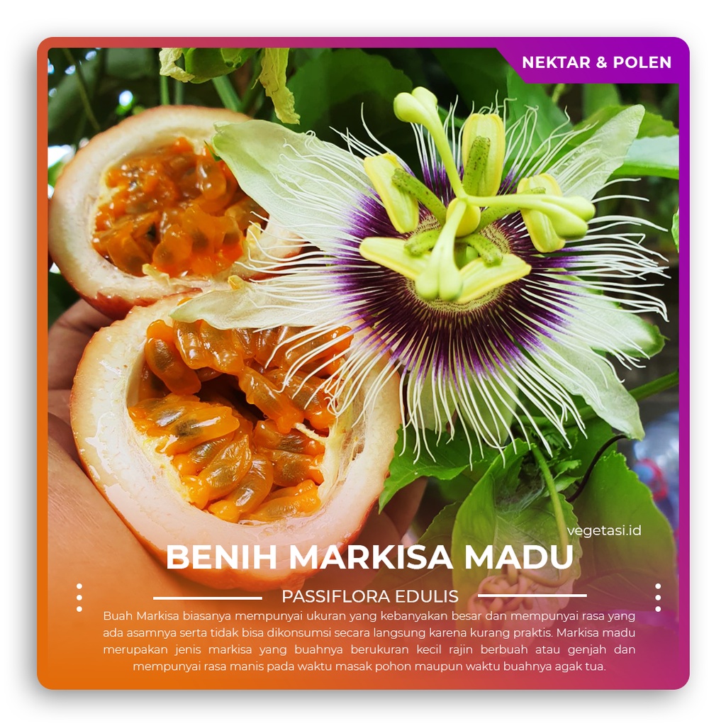 Jual 25 Biji Benih Markisa Madu / Markisa Manis / Passiflora Edulis | Shopee Indonesia