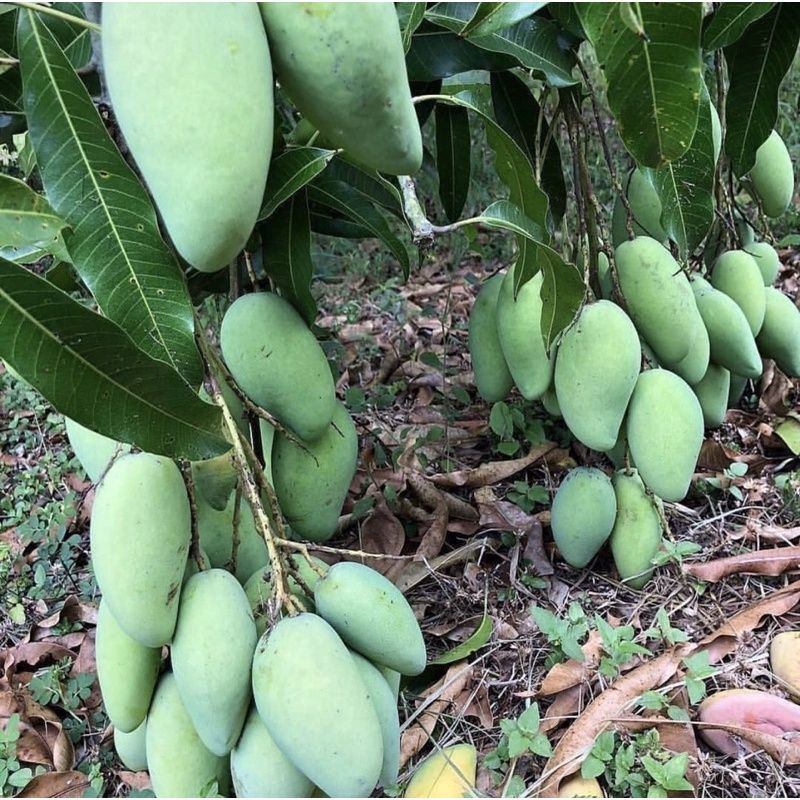 Jual bibit tanaman mangga kiojay thailand_ mangga jumbo hasil stek ...